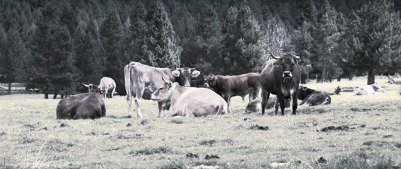 What is Ecology? - Types, Importance And Examples Of Ecology